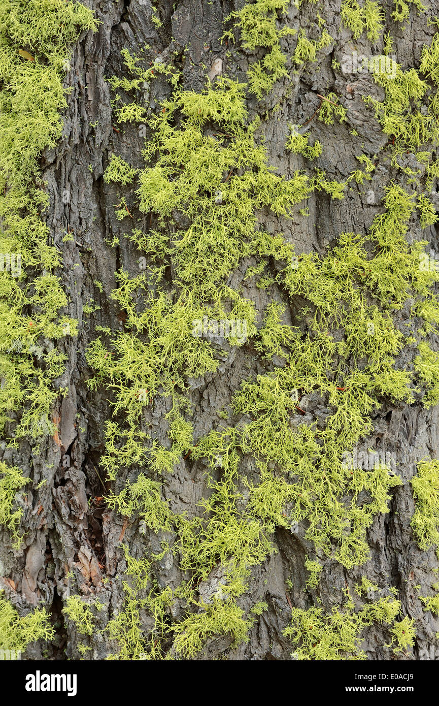 Lichen tree hi-res stock photography and images - Alamy