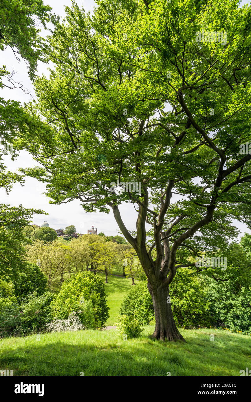 Trees in spring park London, UK Stock Photo - Alamy