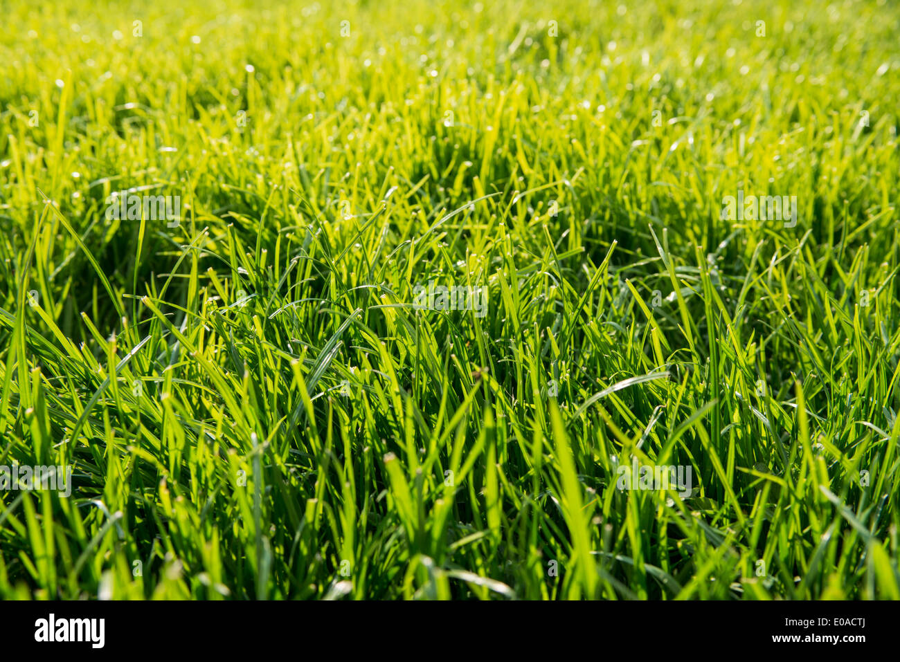 Long lush green grass Stock Photo - Alamy