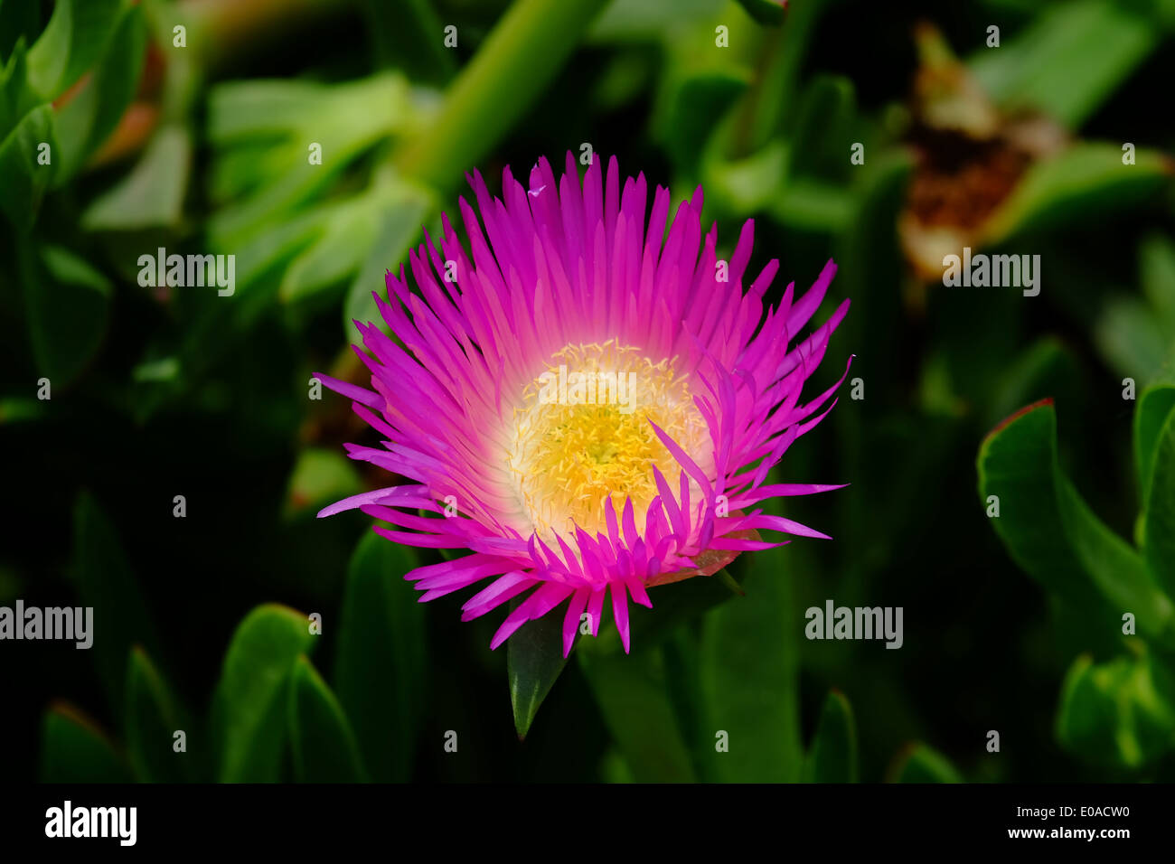 Carpobrotus Edulis Succulent, Pink flower in sunlight Stock Photo - Alamy