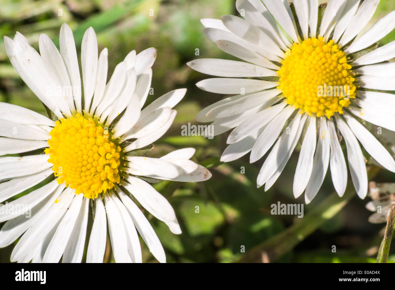 Two daisies hi-res stock photography and images - Alamy