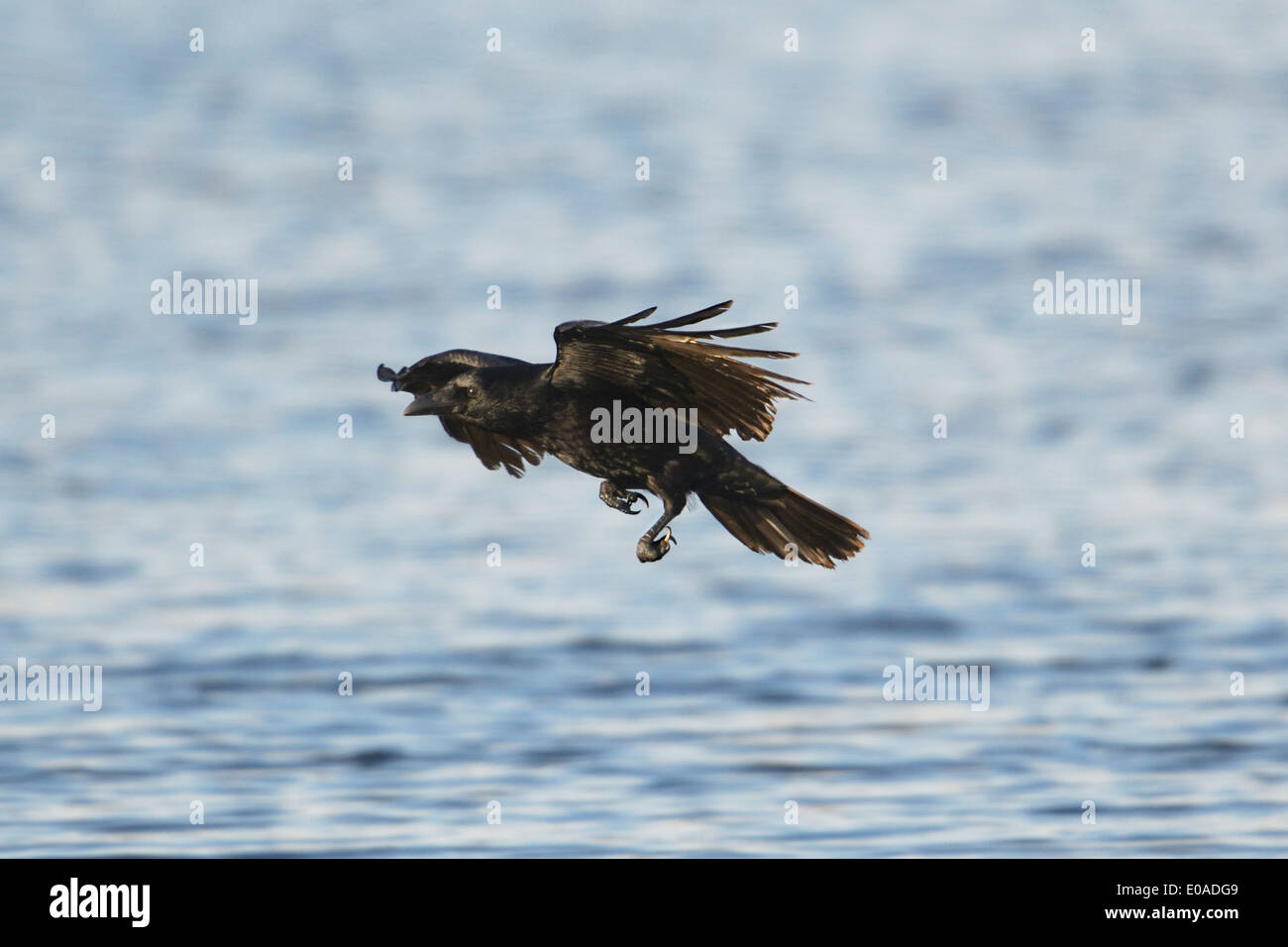 Carrion Crow Flying Corvus High Resolution Stock Photography and Images ...