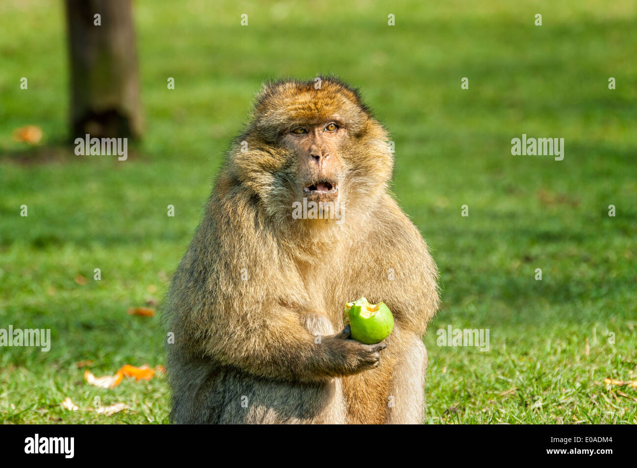 Barbary Macaque (Macaca sylvanus) eating a green apple. Monkey Forest ...