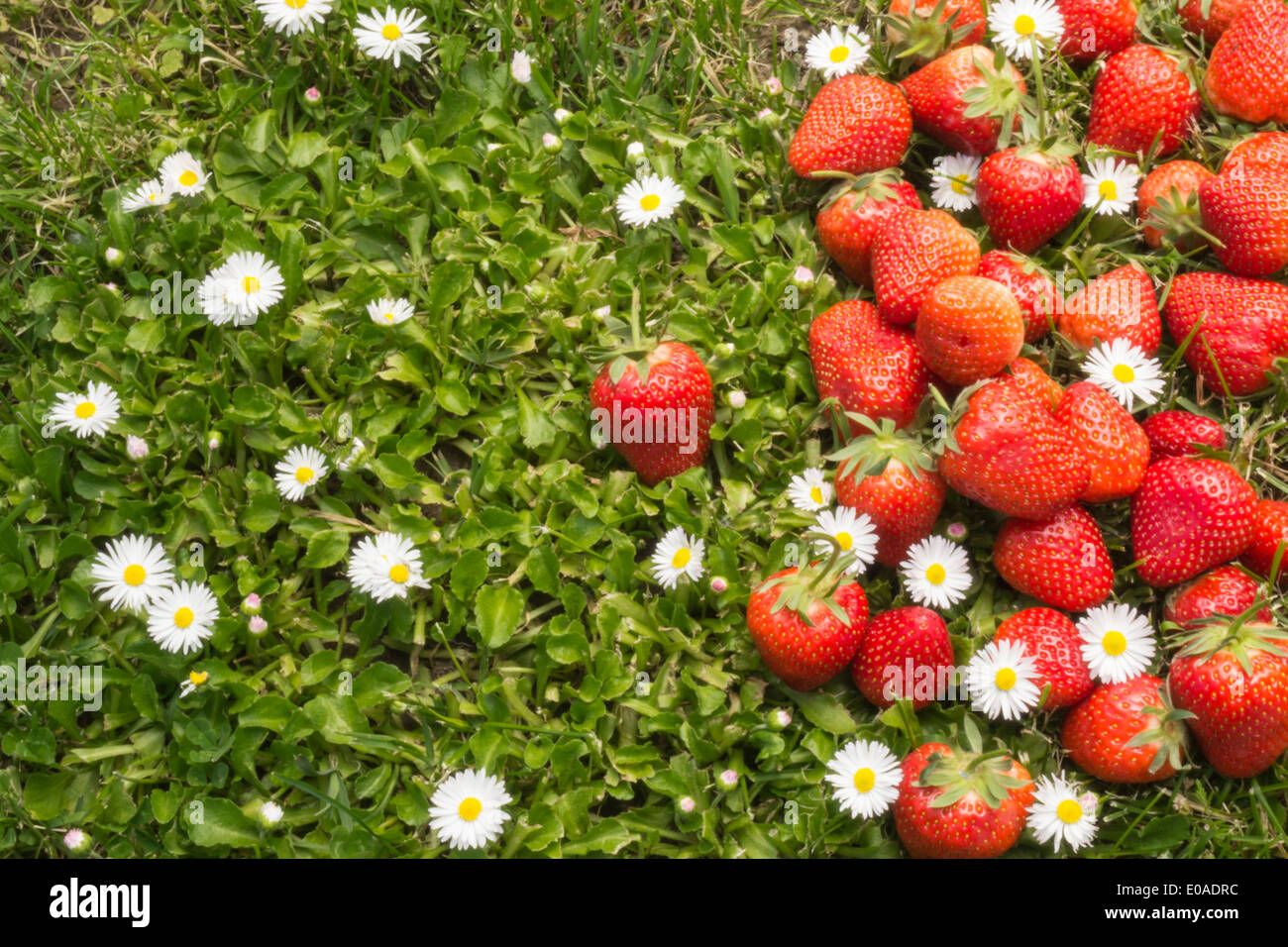Colourful display of strawberries hi-res stock photography and images ...