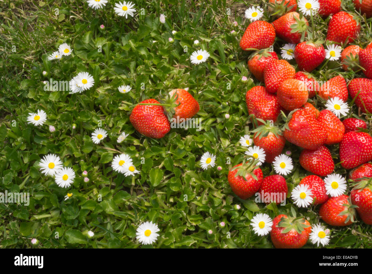 Colourful display of strawberries hi-res stock photography and images ...