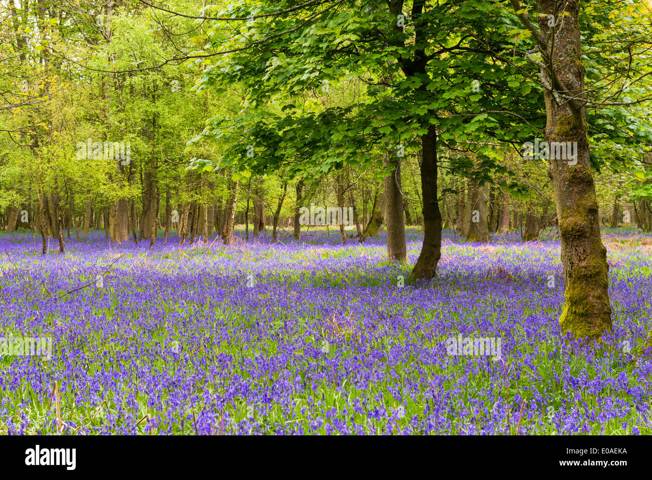 Bluebell flowers in English spring forest Stock Photo - Alamy