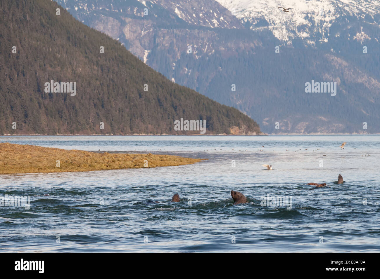 Sea lions and shore birds feeding on hooligan during a spring run in ...