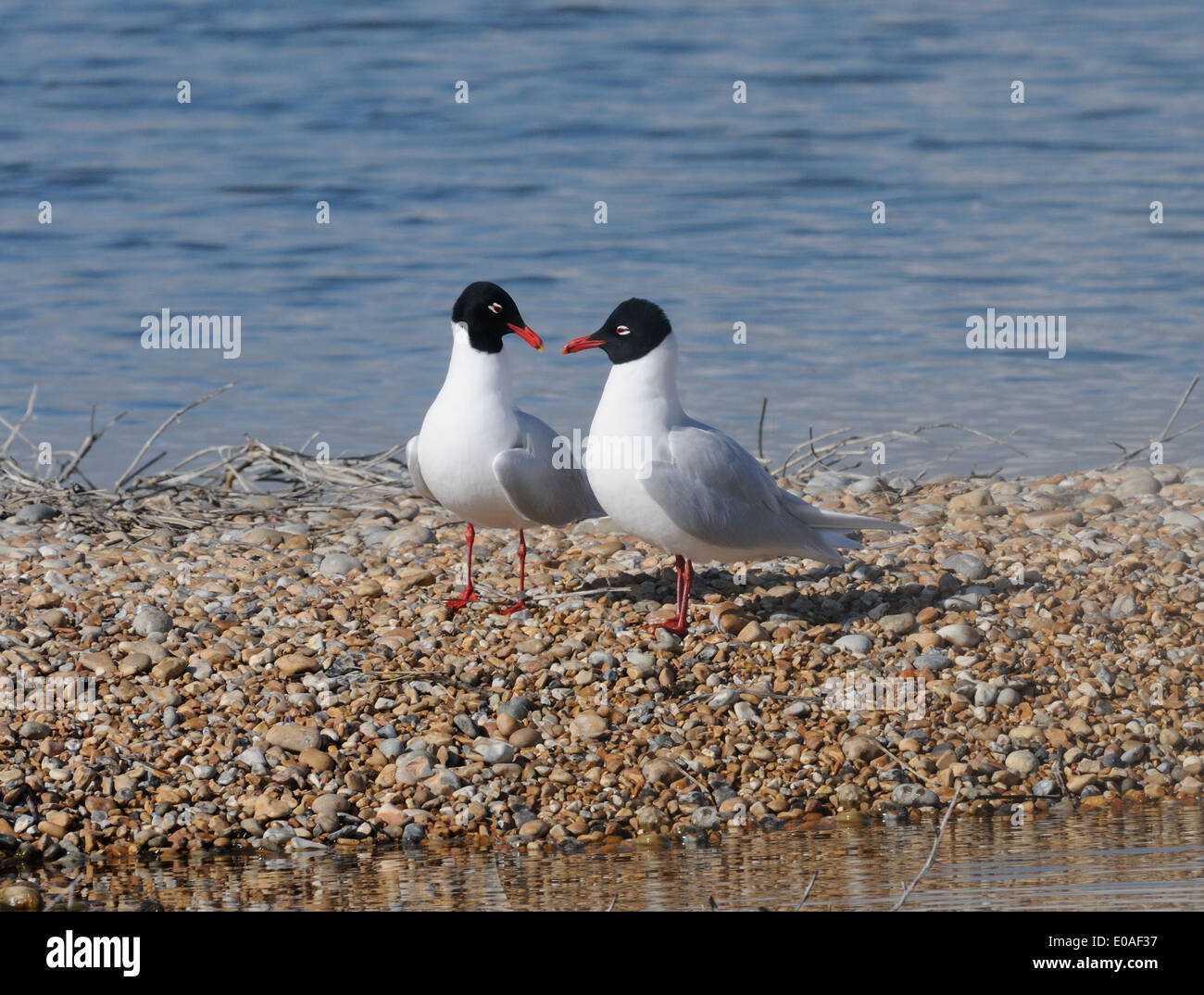 A pair of Mediterranean gulls (Larus melanocephalus) near the nesting ...
