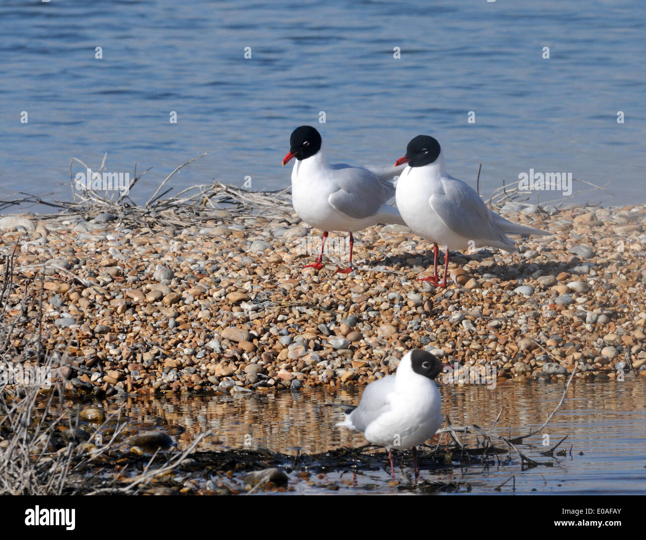 A pair of Mediterranean gulls (Larus melanocephalus) near the nesting ...