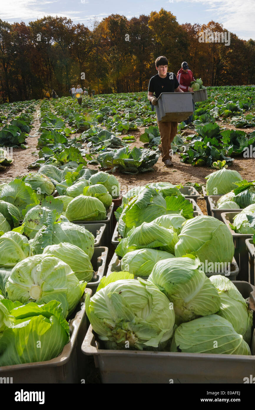 Bushel of broccoli hi-res stock photography and images - Alamy