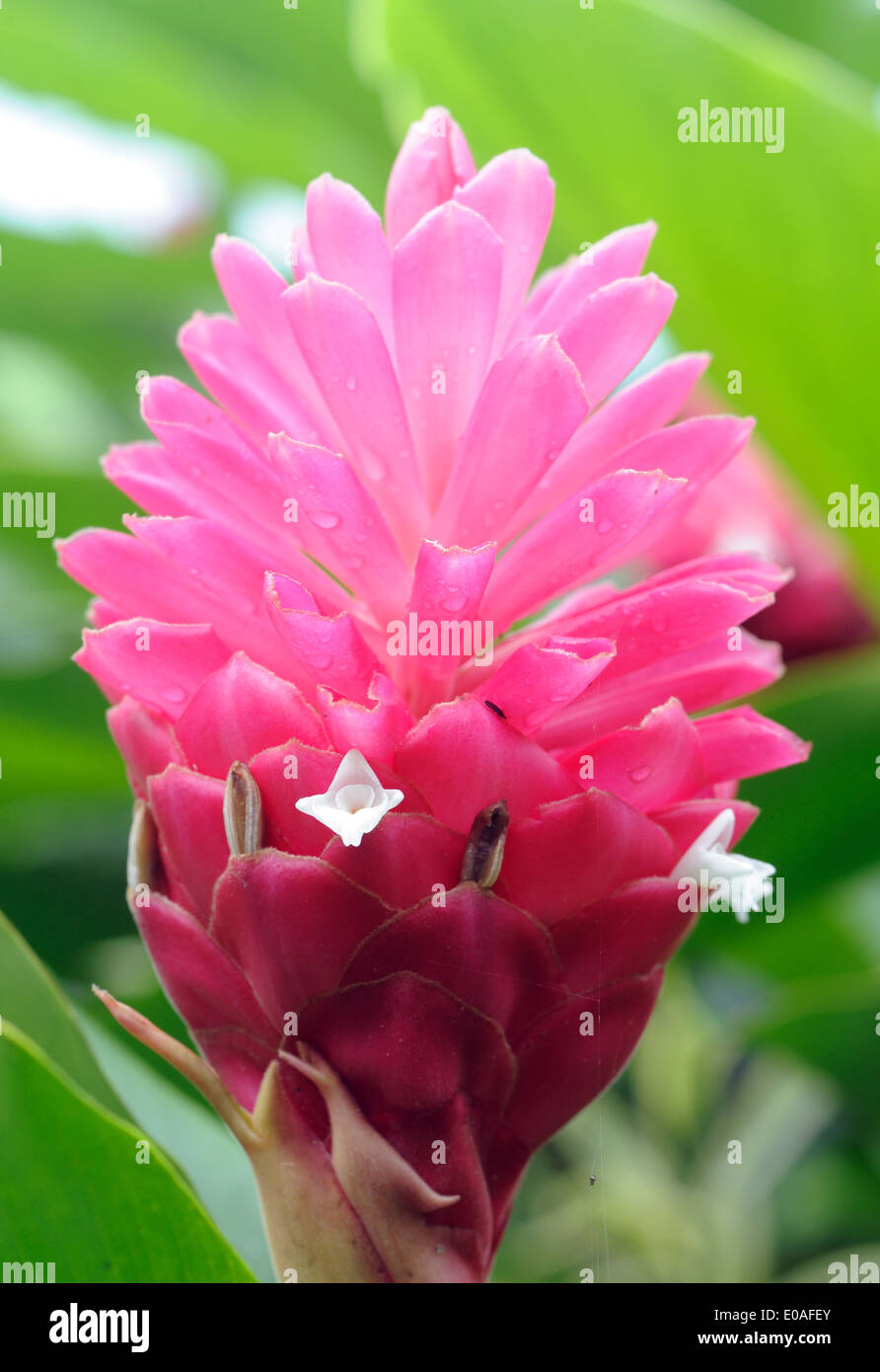 Pink tropical forest flower hi-res stock photography and images - Alamy