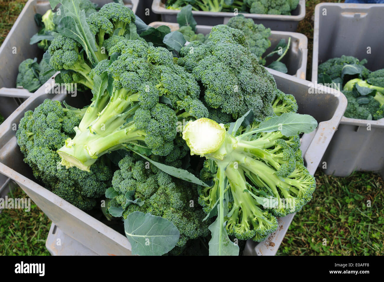 Farm fresh picked broccoli, prepared for shipping Stock Photo - Alamy