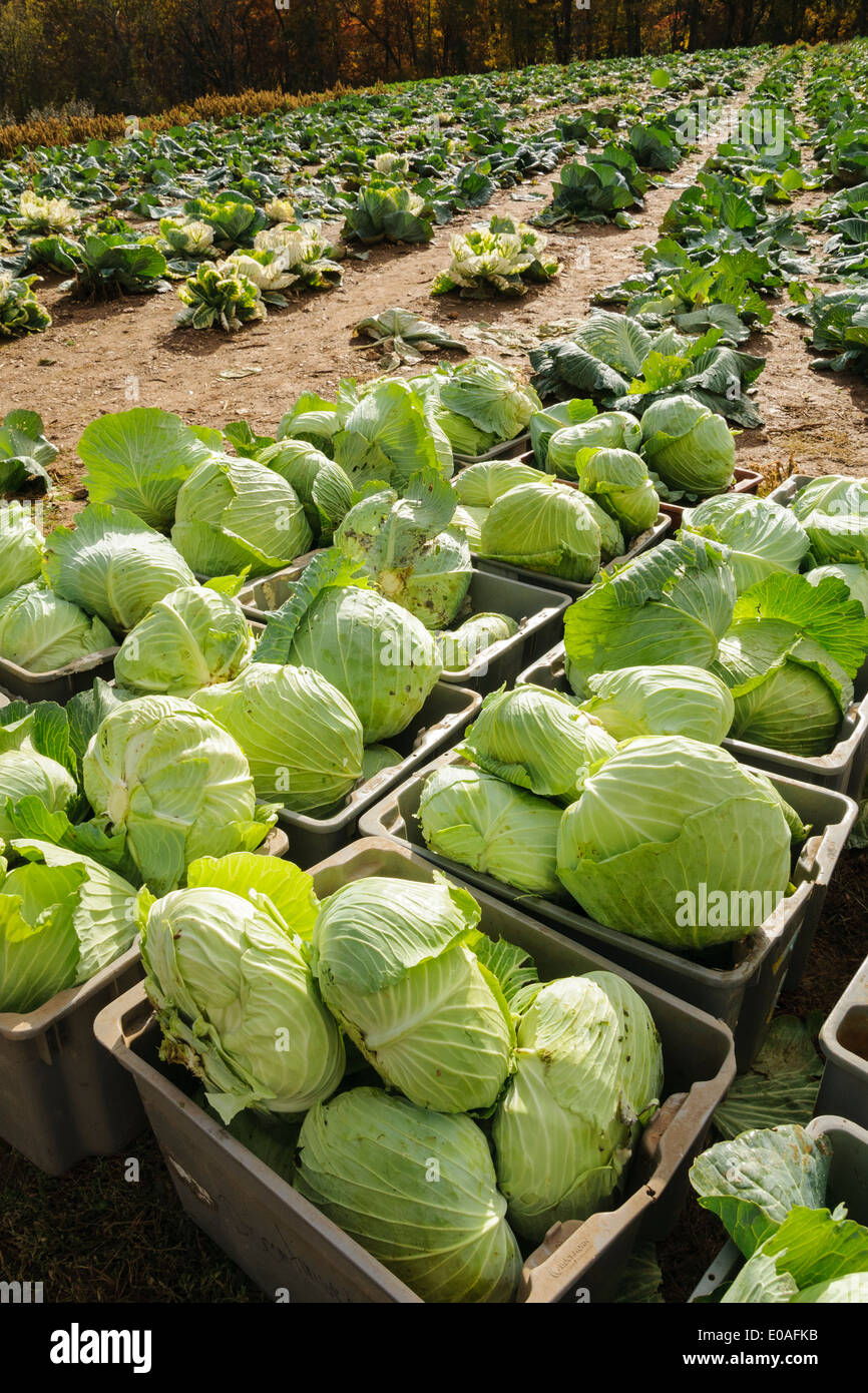 Cabbage supply hi-res stock photography and images - Alamy