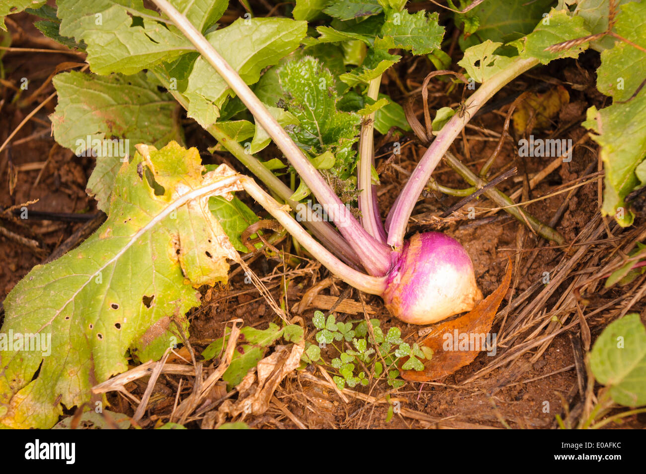 Red Turnip Stock Photos & Red Turnip Stock Images - Alamy