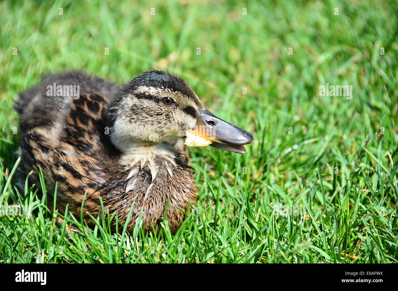 Baby ente hi-res stock photography and images - Alamy