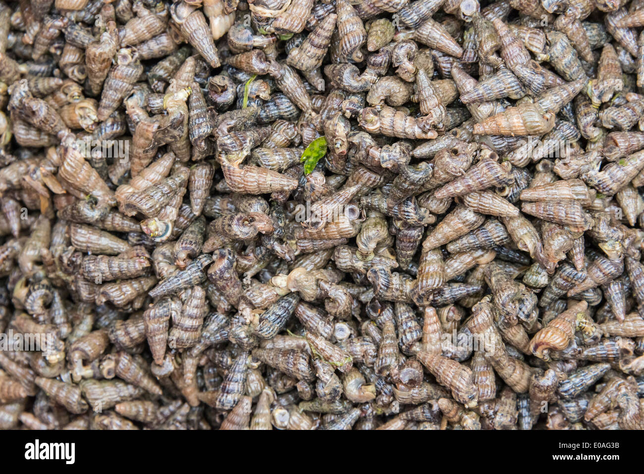 Selling snails at the market, Mrauk-U, Rakhine State, Myanmar Stock ...