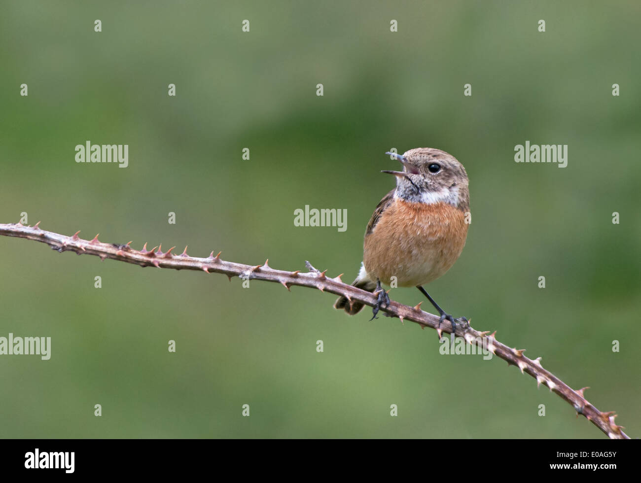 Adult female stonechat hi-res stock photography and images - Alamy