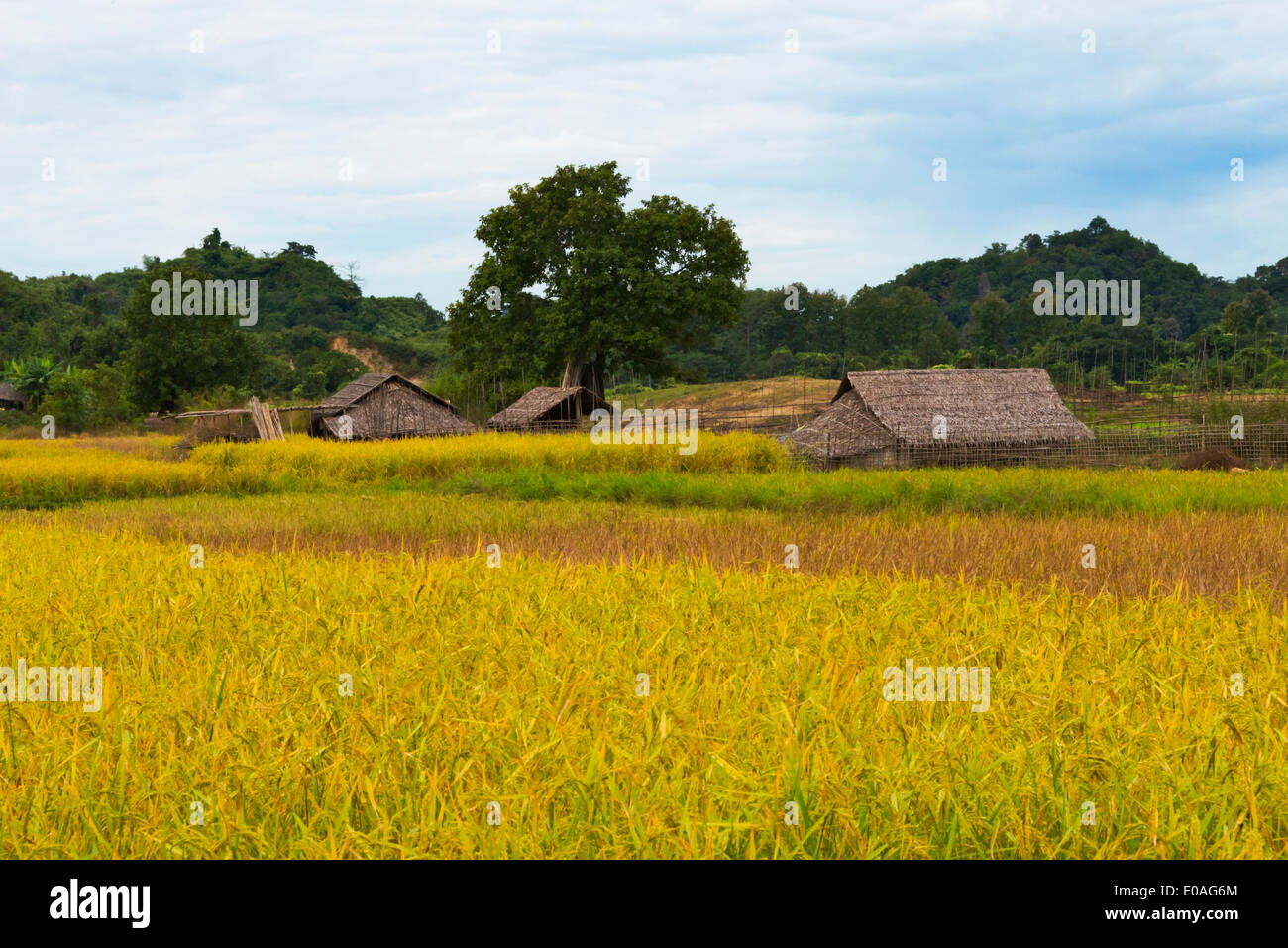 Rice field house hi-res stock photography and images - Alamy