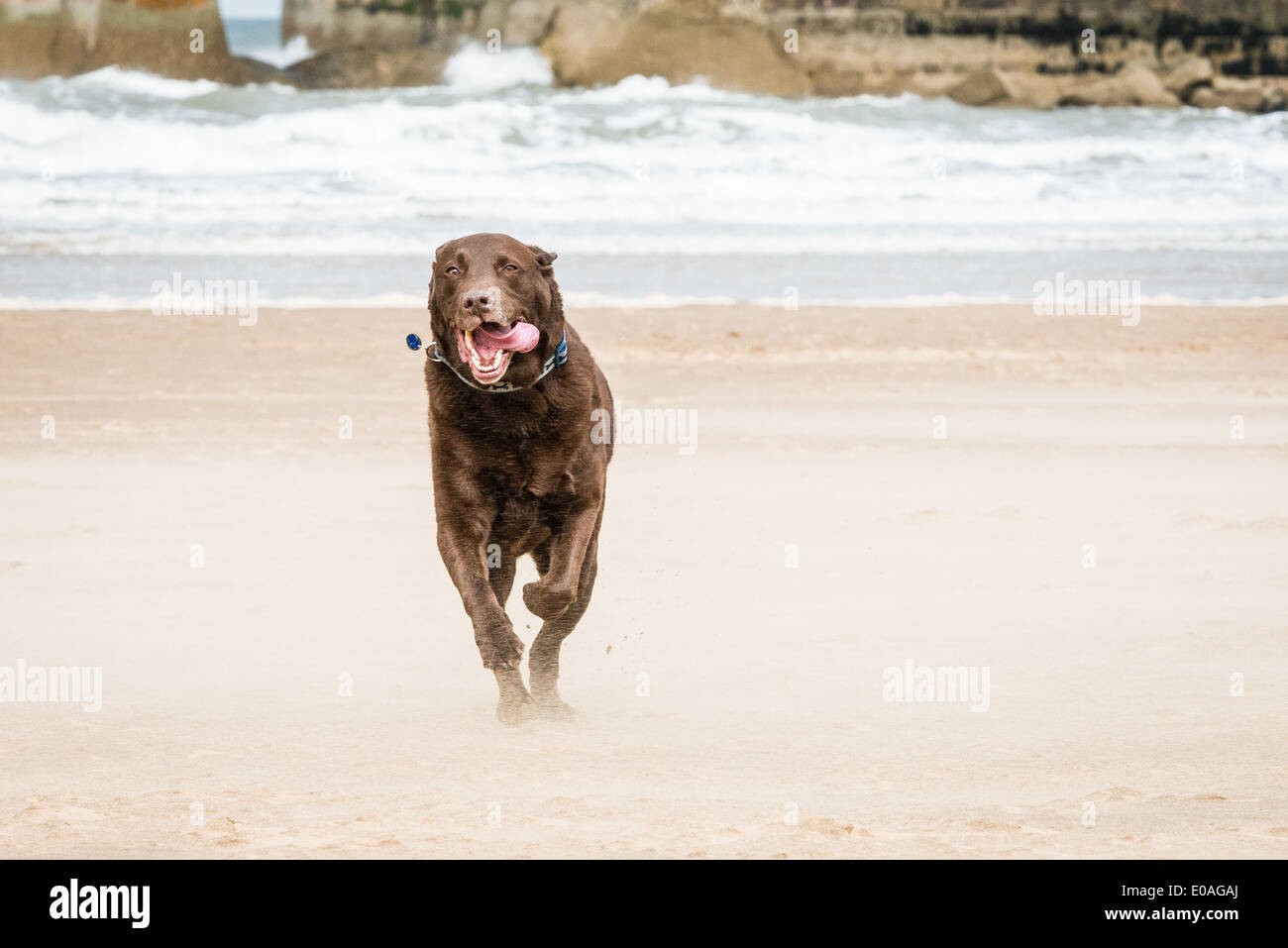 Lab running on the beach hi-res stock photography and images - Alamy