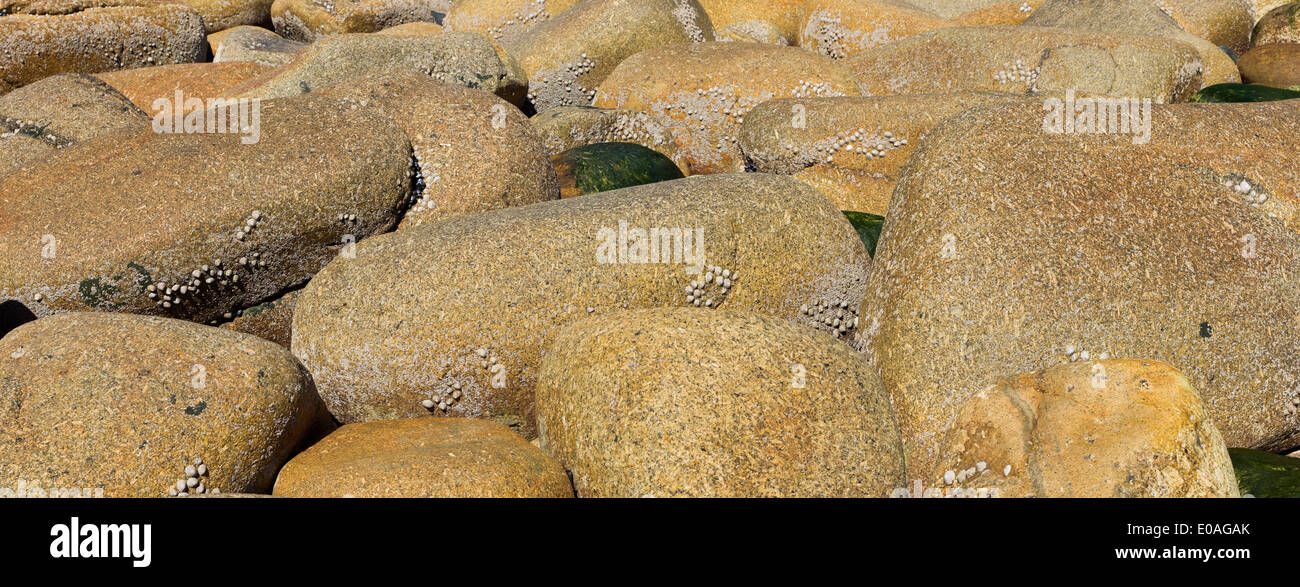 pebbles on a beach Stock Photo - Alamy