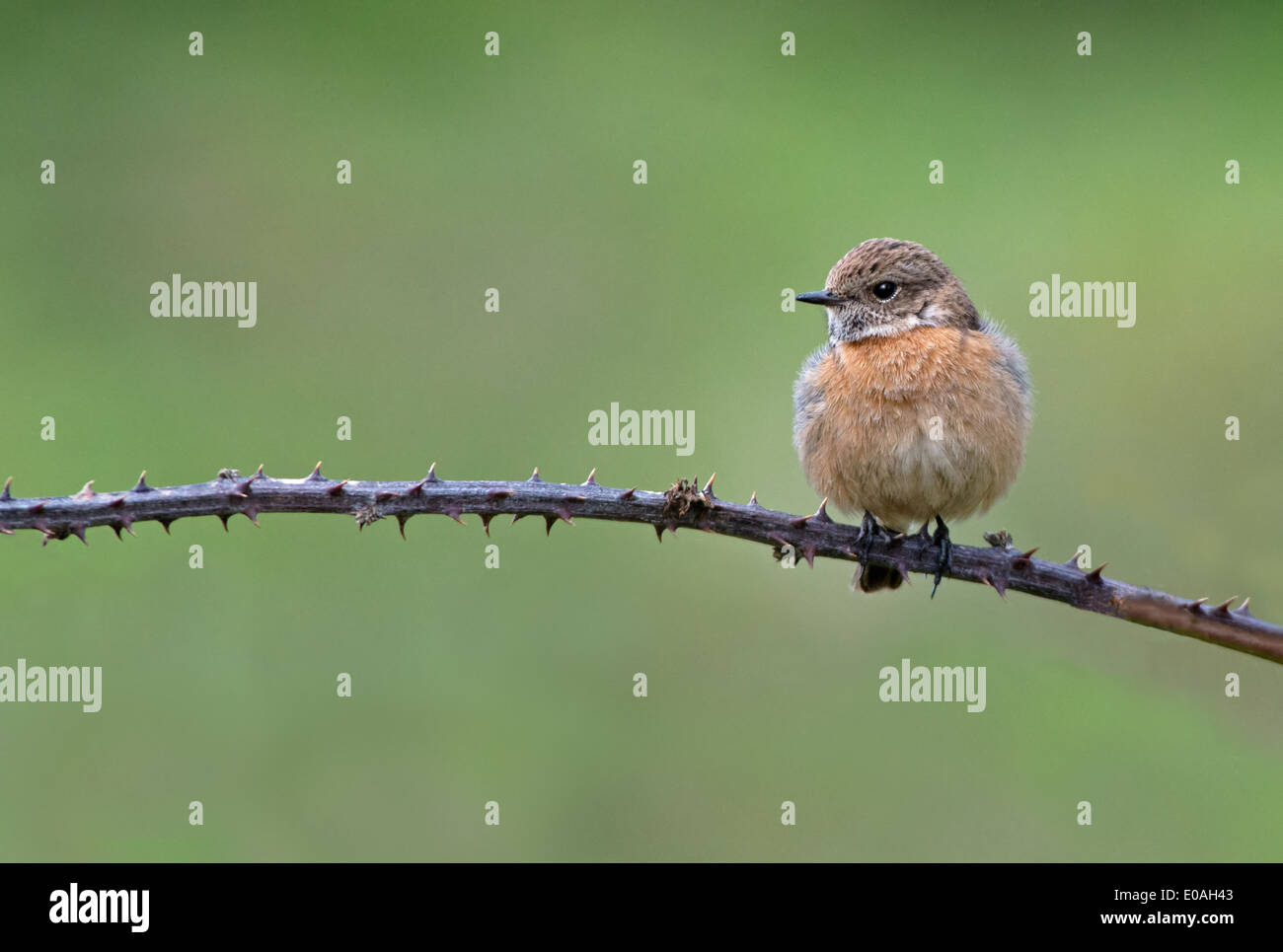 Adult female stonechat hi-res stock photography and images - Alamy