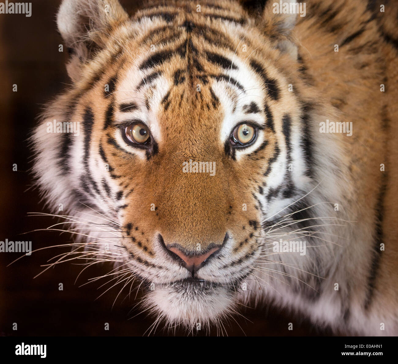 Male Amur tiger (face shot Stock Photo - Alamy