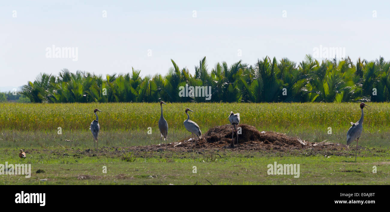 Siberian cranes hi-res stock photography and images - Alamy