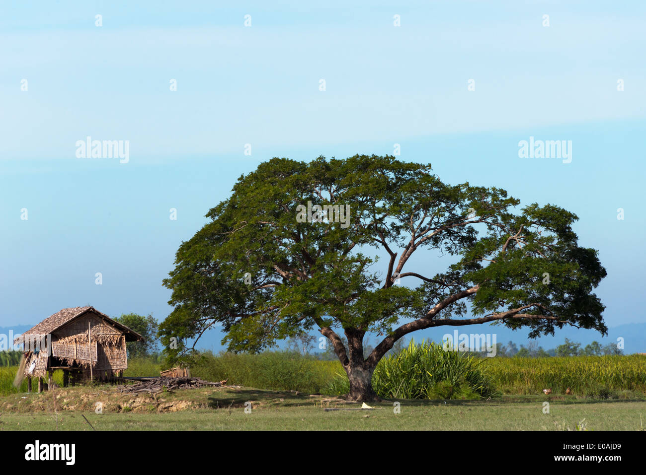 Village on the shore of the Kaladan River, Sittwe, Rakhine State ...