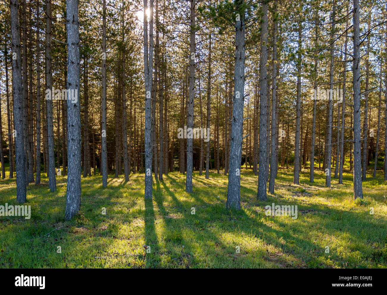 Beautiful scenery sunshine backlight hi-res stock photography and ...