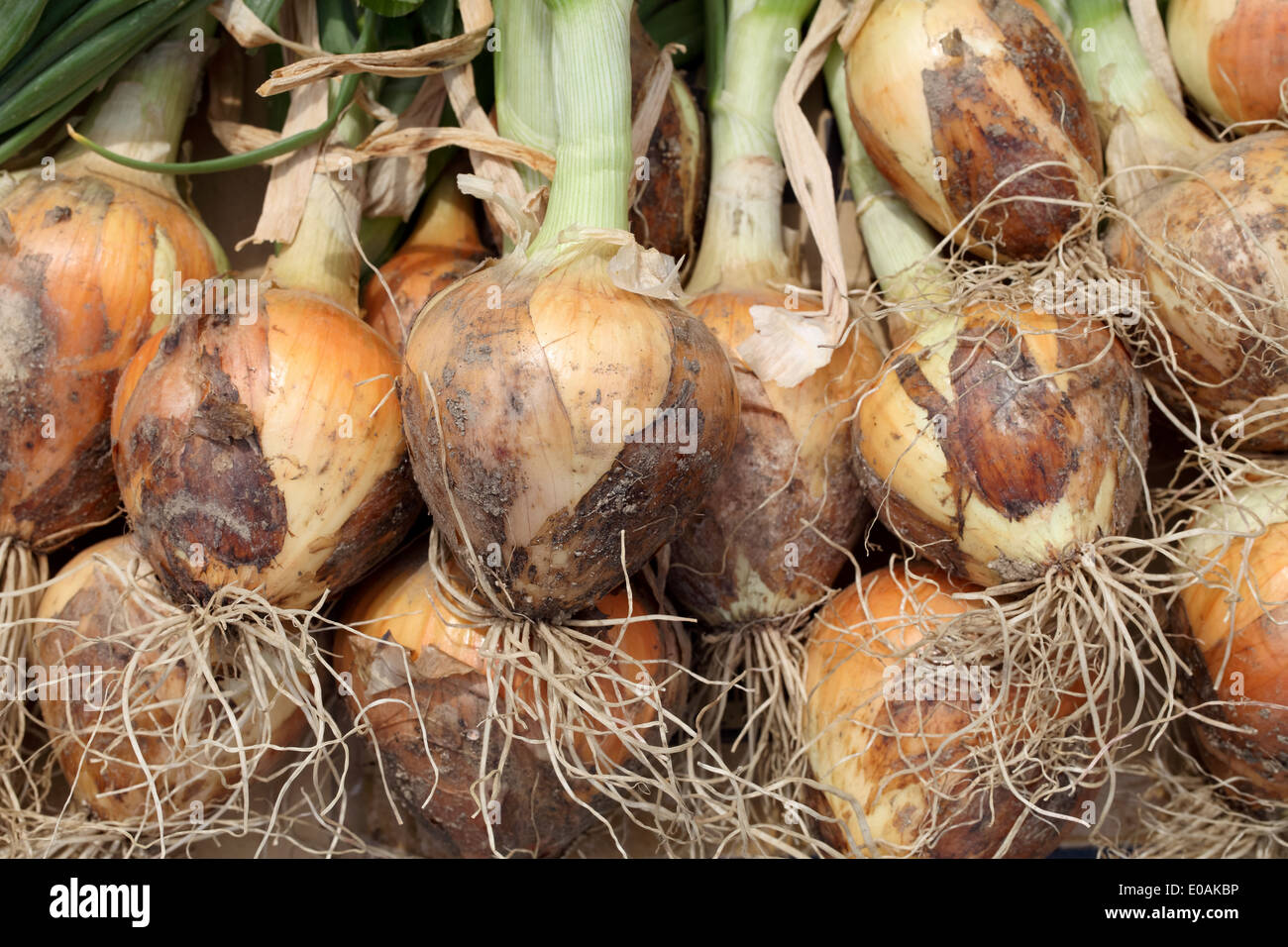 Gardening onion bulbs hi-res stock photography and images - Alamy