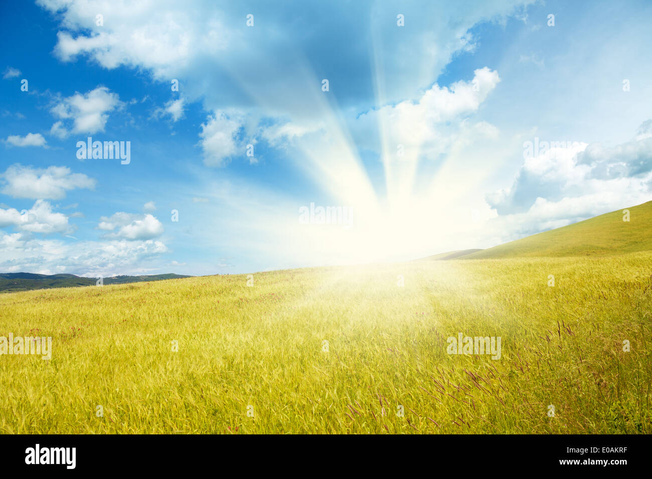 Golden sun in the tuscany hi-res stock photography and images - Alamy