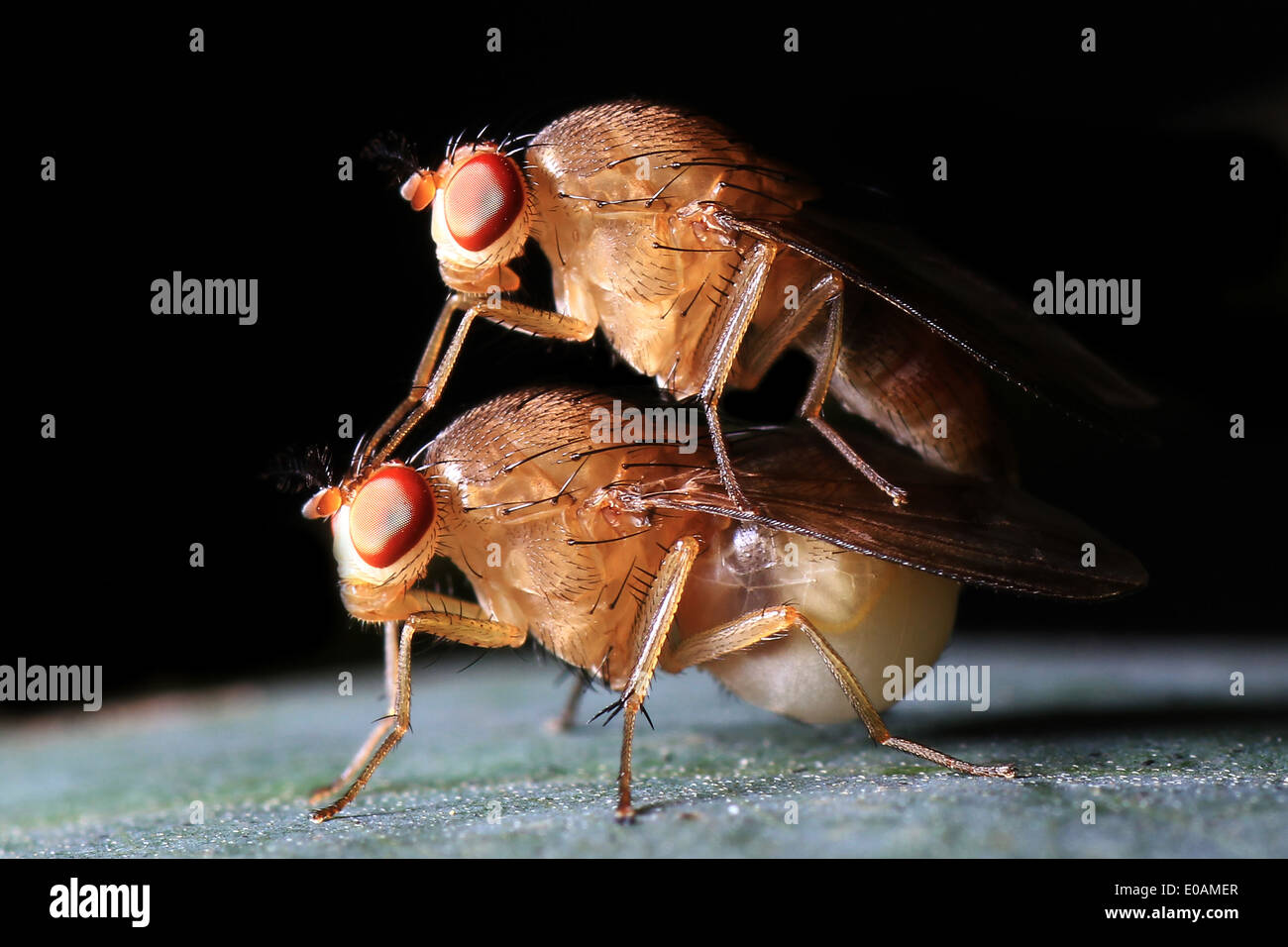Pest mating hi-res stock photography and images - Alamy