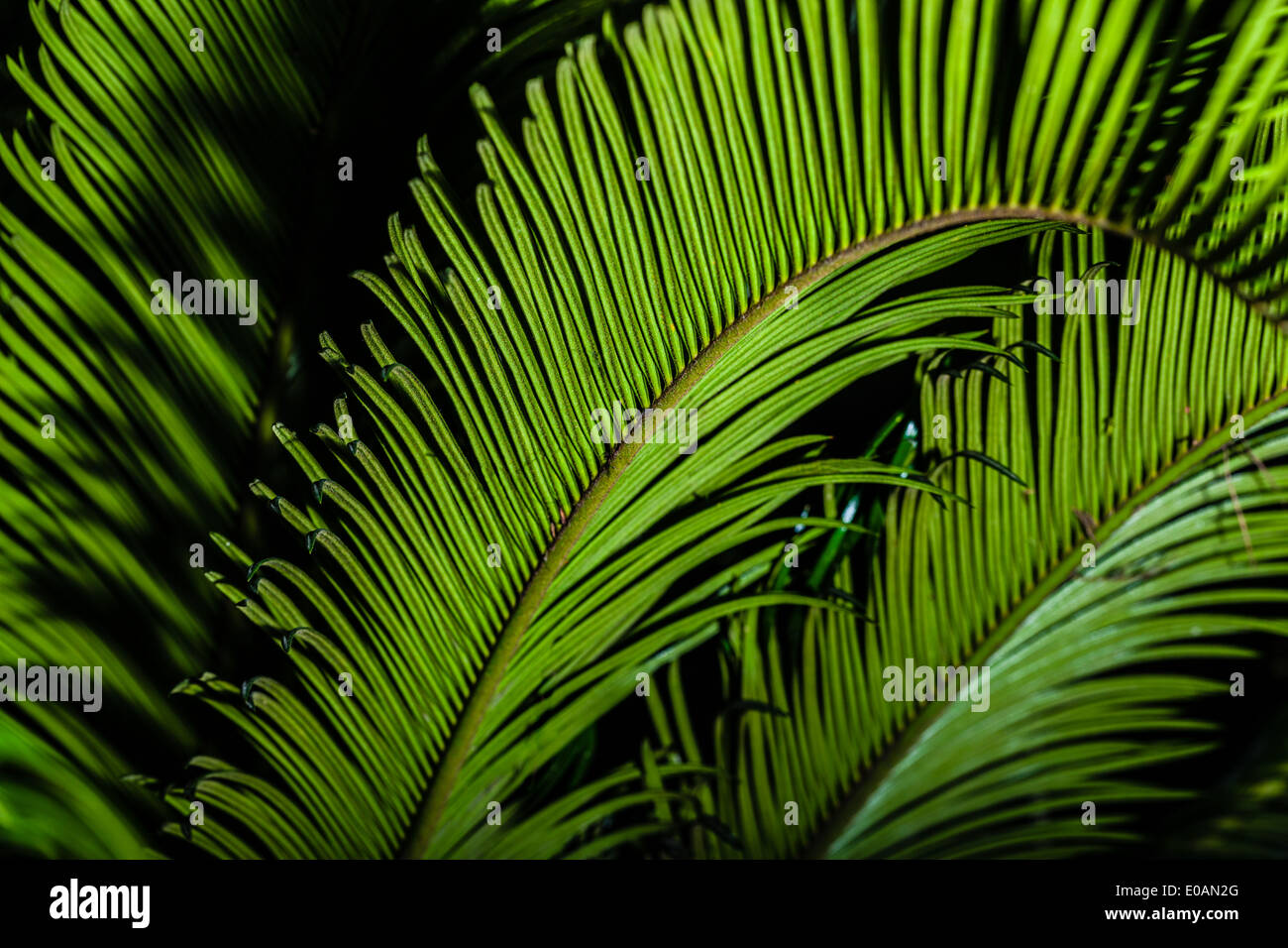 detail of a green chicas palm tree over black Stock Photo - Alamy