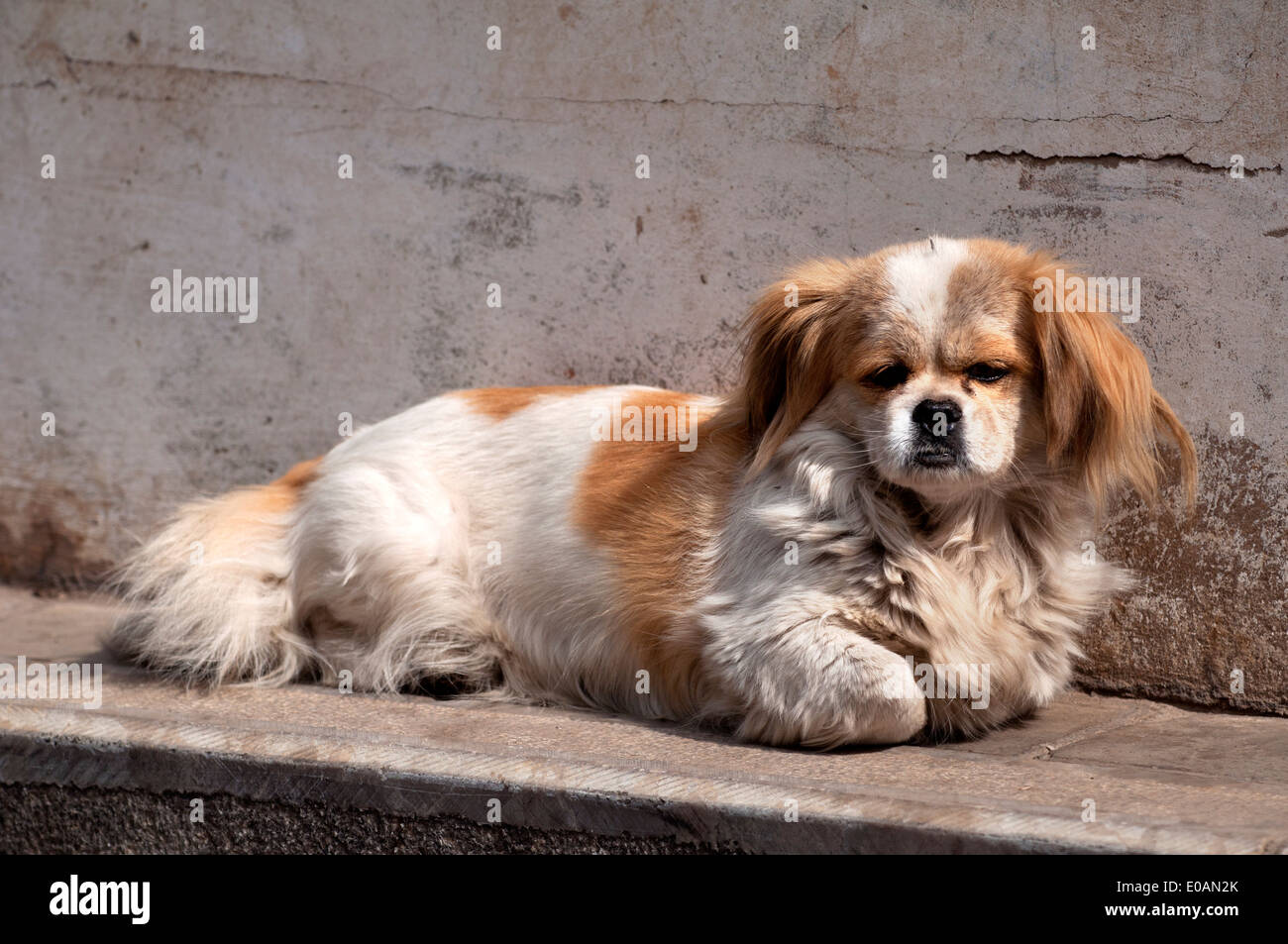 Chinese dog, Jianshui, Yunnan, China Stock Photo - Alamy