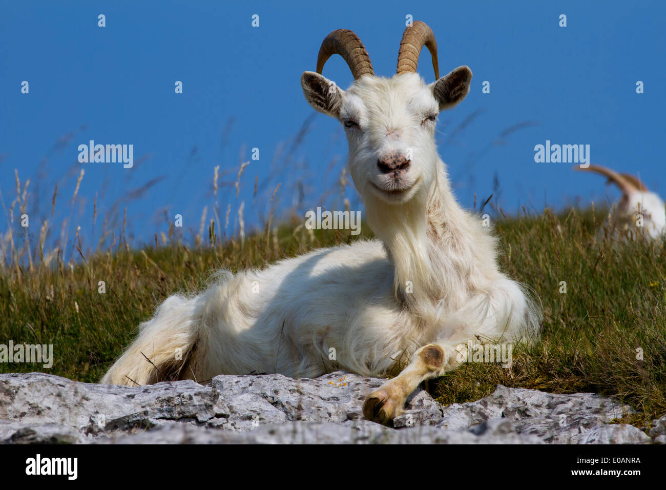 Kashmiri goat hi-res stock photography and images - Alamy
