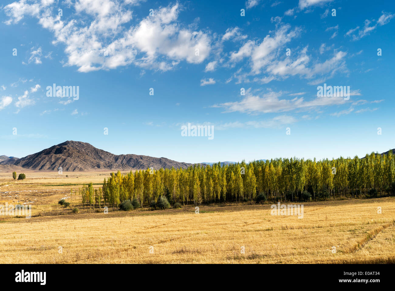 Birch trees in xinjiang,china Stock Photo - Alamy