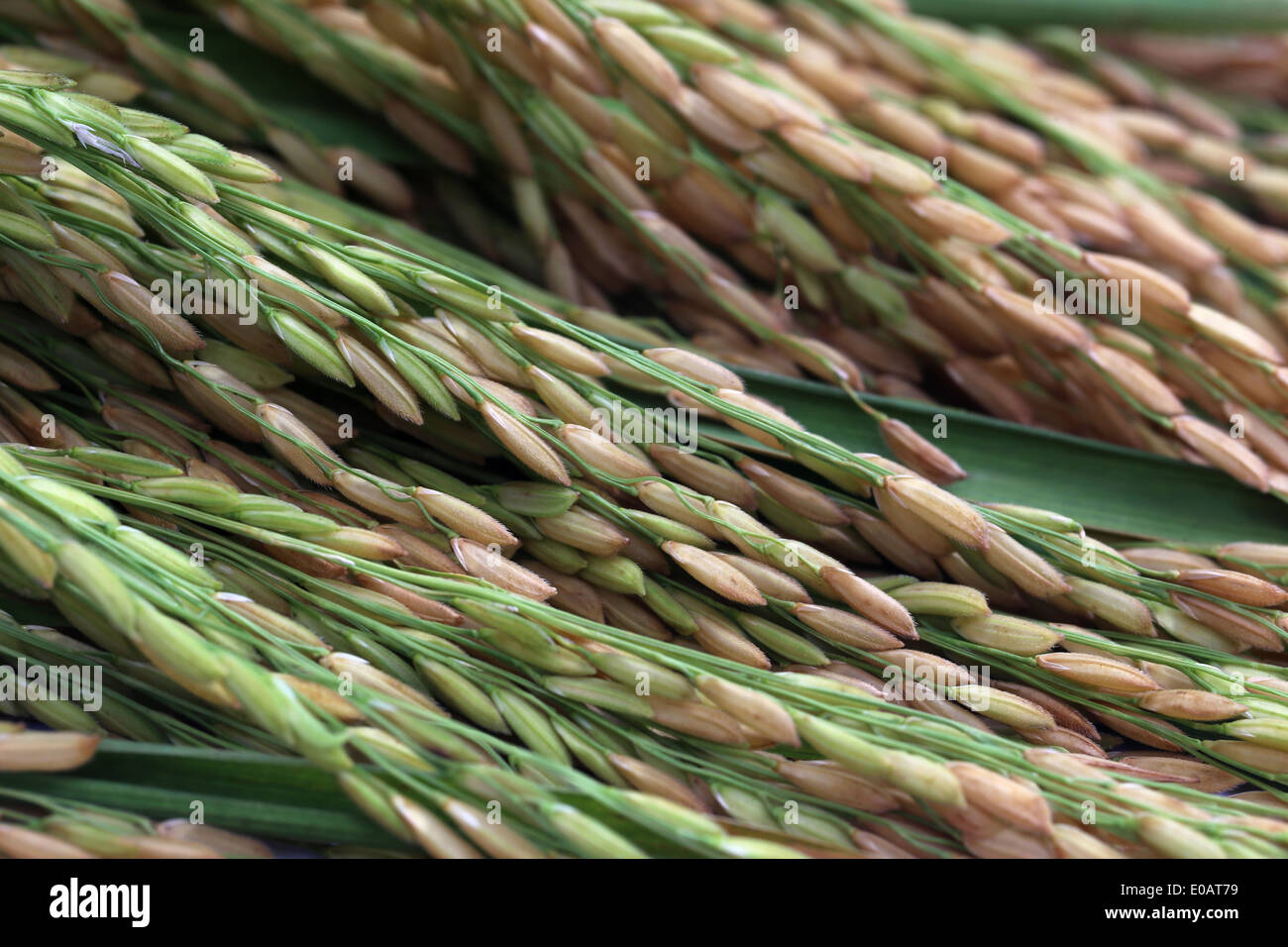 Paddy Seeds High Resolution Stock Photography and Images - Alamy