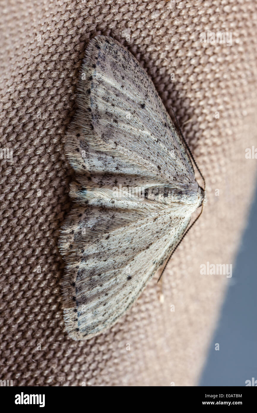 Beet moth hi-res stock photography and images - Alamy