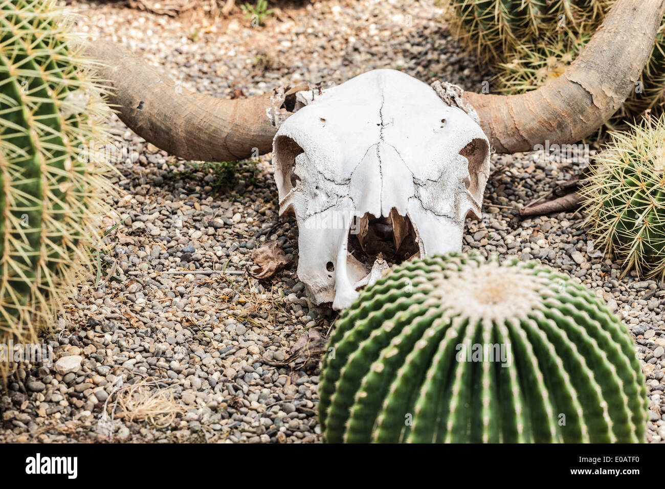 a bleached buffalo skull on the ground neas some cactus in a barren ...