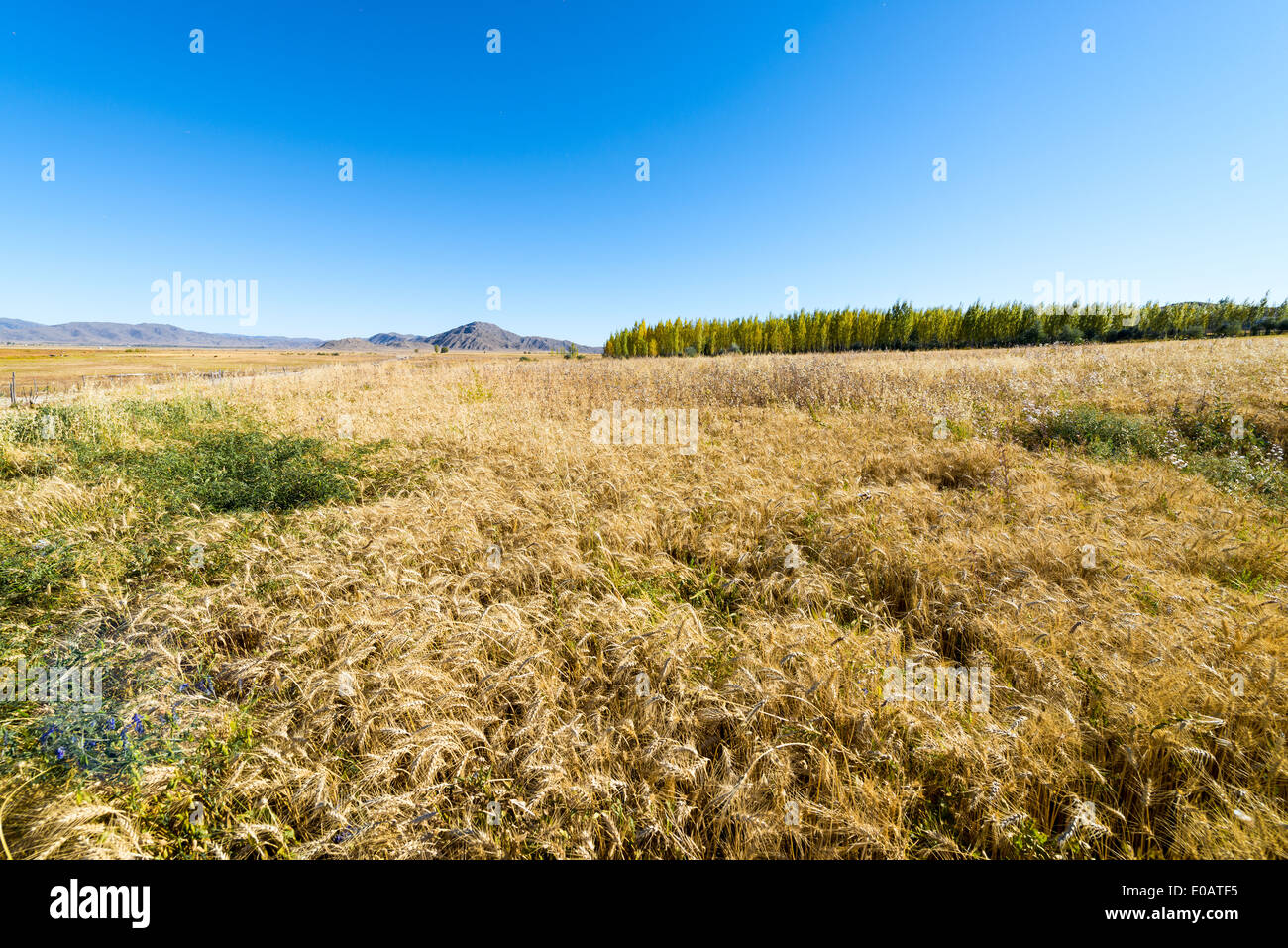 Birch trees in xinjiang,china Stock Photo - Alamy