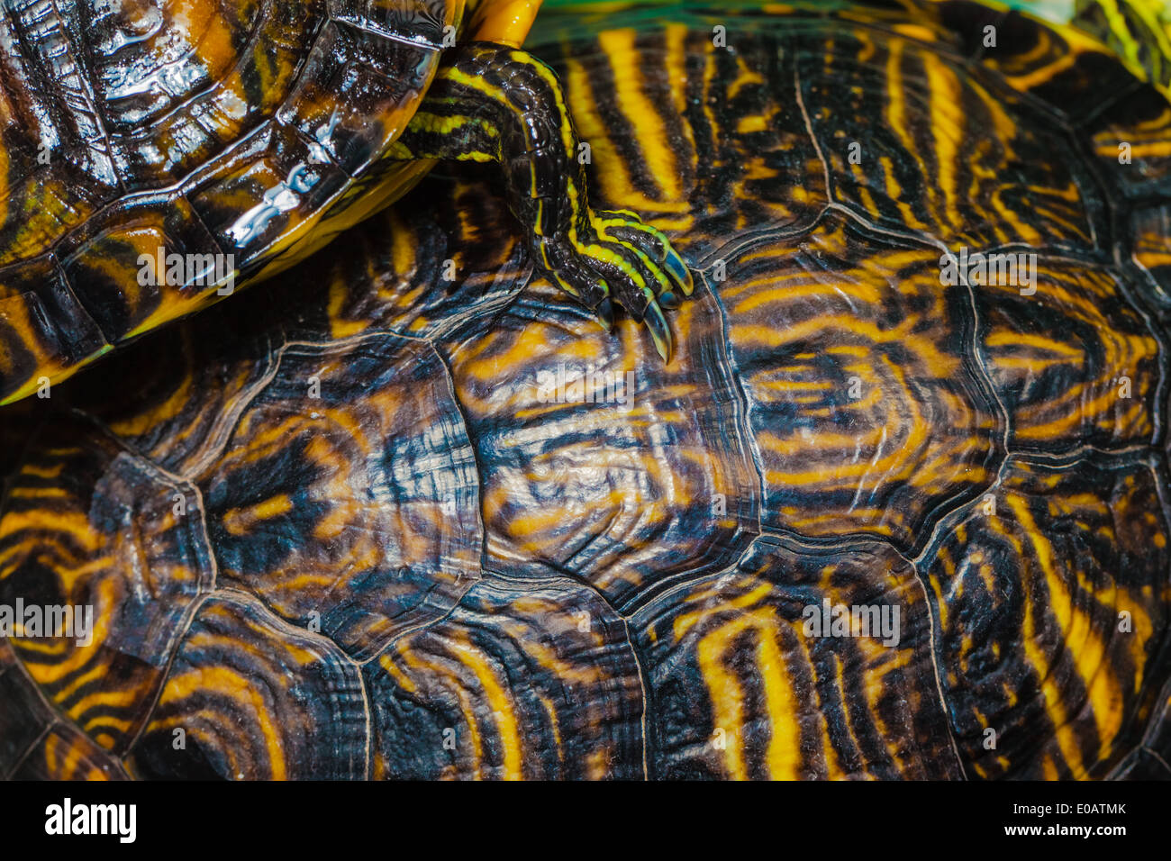 Small tortoise hi-res stock photography and images - Alamy