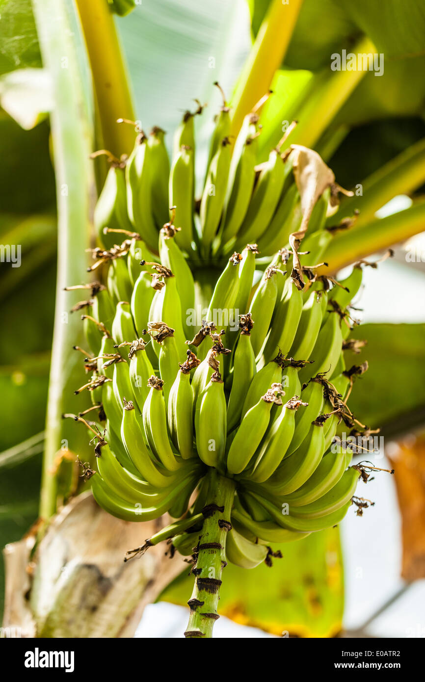 a bunch of unripe bananas hanged on a banana tree Stock Photo - Alamy