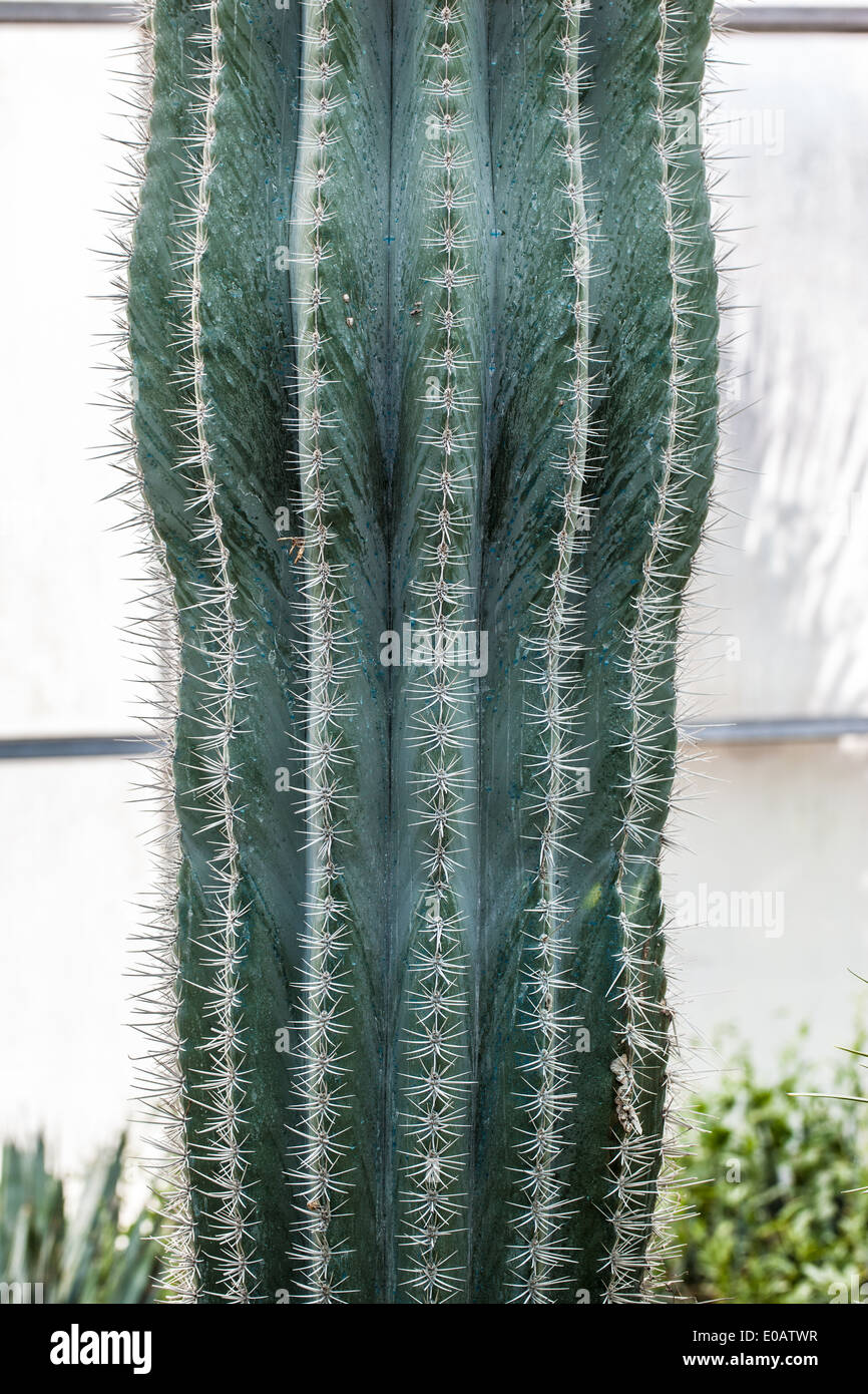 detail of a big and green column cactus Stock Photo - Alamy