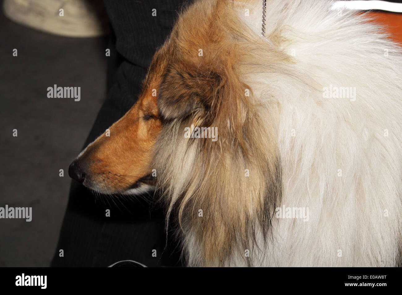 Show collie hi-res stock photography and images - Alamy