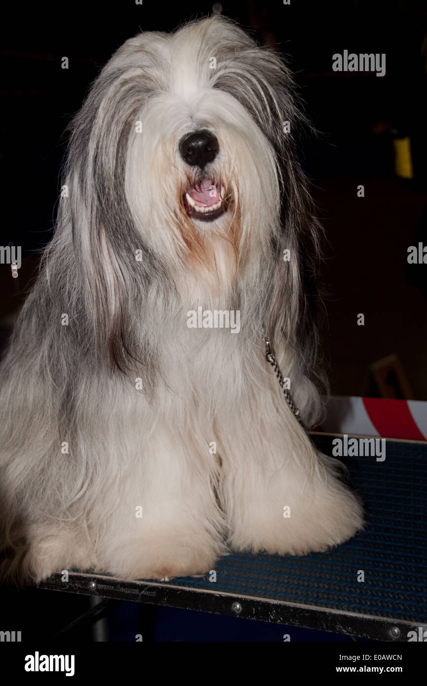 Show collie hi-res stock photography and images - Alamy