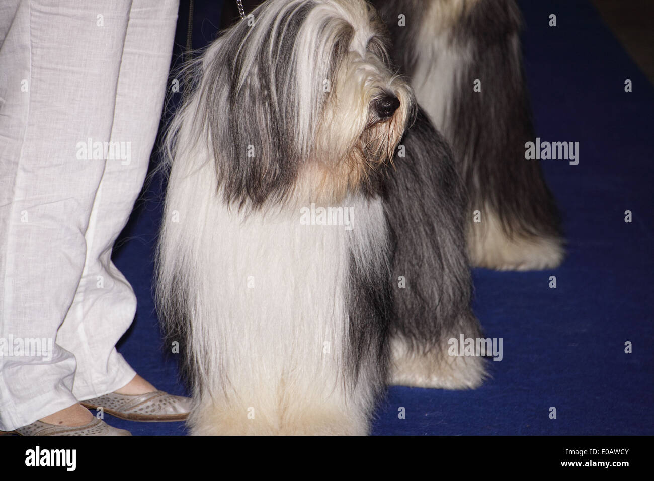 Bearded collies in the show ring hi-res stock photography and images ...