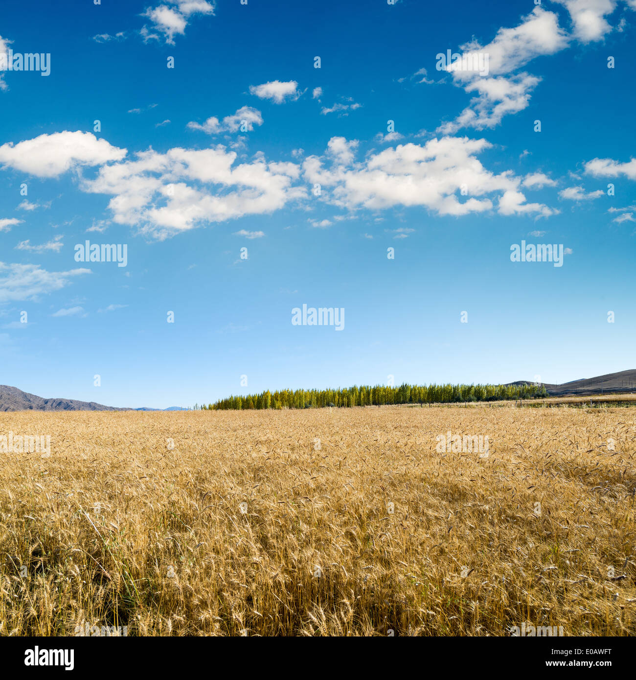Birch trees in xinjiang,china Stock Photo - Alamy