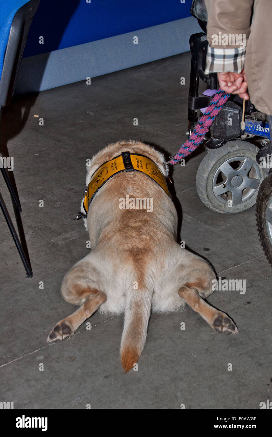 Labradors for europe hi-res stock photography and images - Alamy