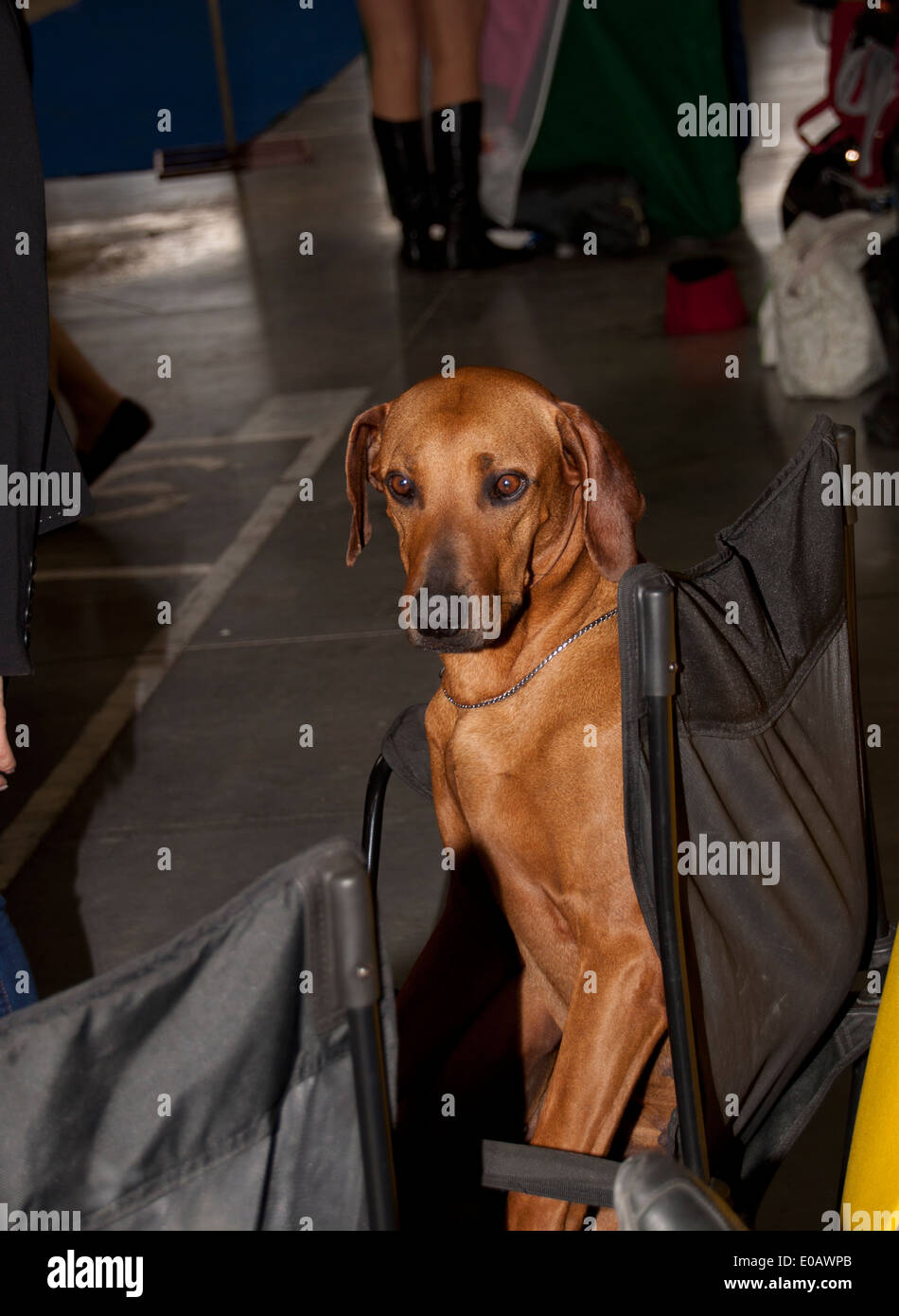 Rhodesian ridgeback africa hi-res stock photography and images - Alamy