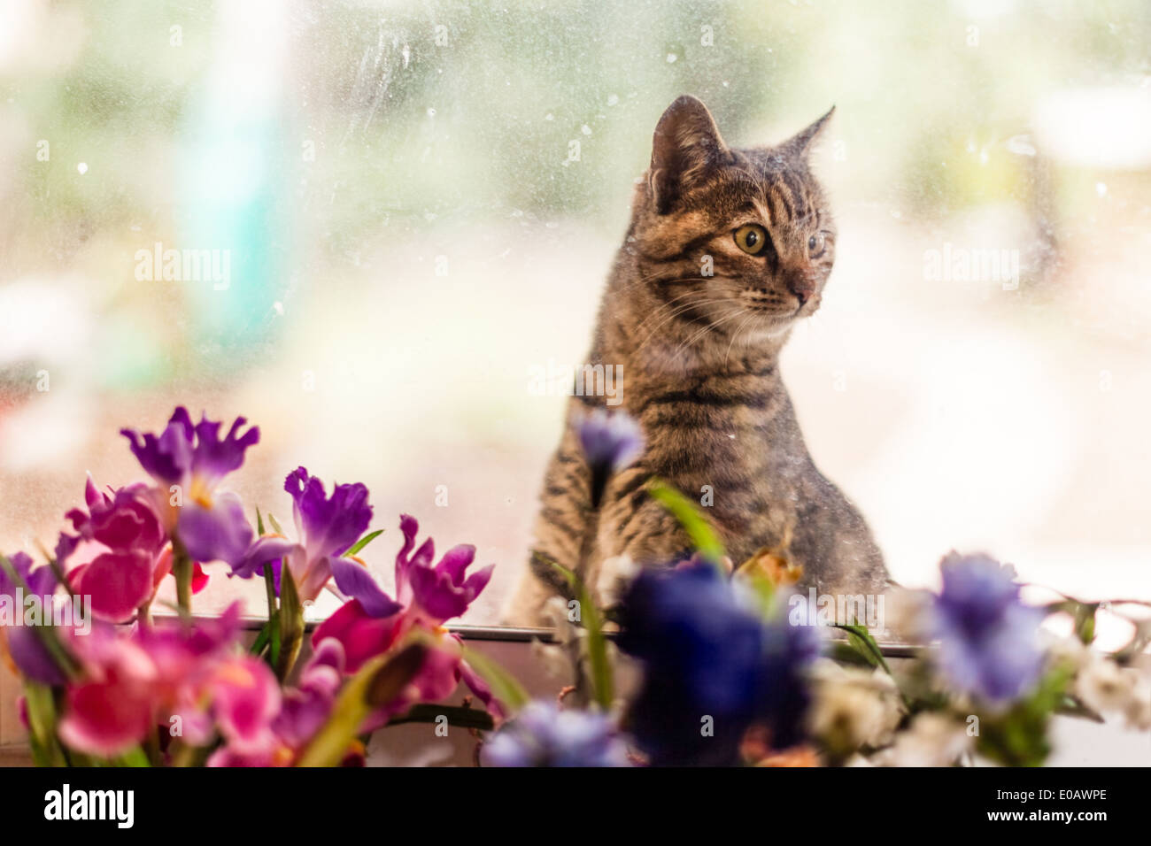 an adorable cat looking inside from a dirty window Stock Photo - Alamy